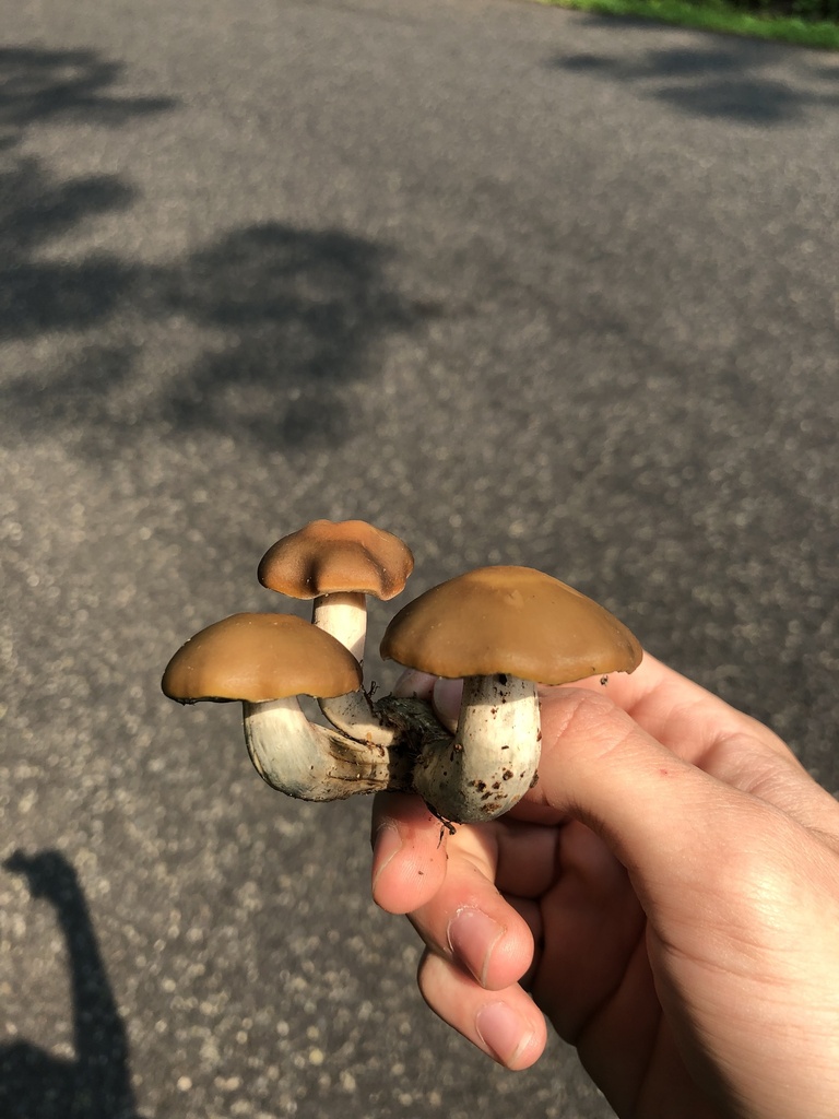 Psychedelic Ovoid Mushroom from York Rd, Warwick, PA, US on May 31 ...