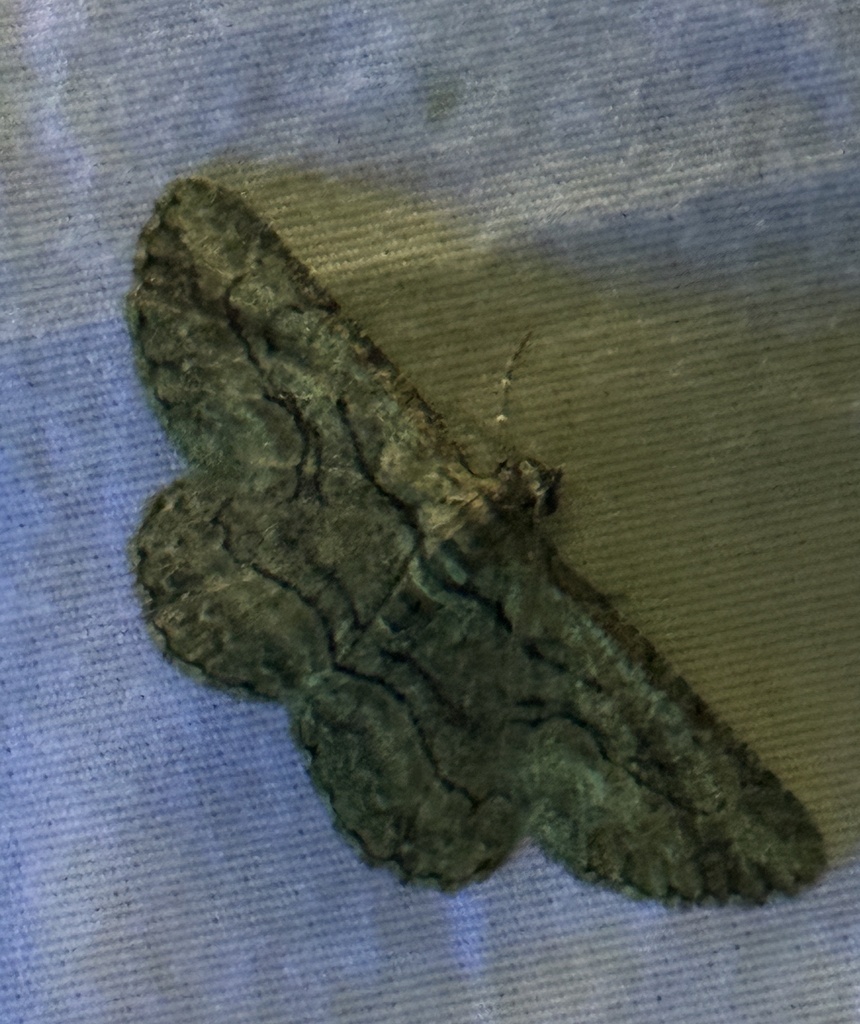 Geometer Moths from Cedar Hill Rd, Duncanville, TX, US on May 7, 2024 ...