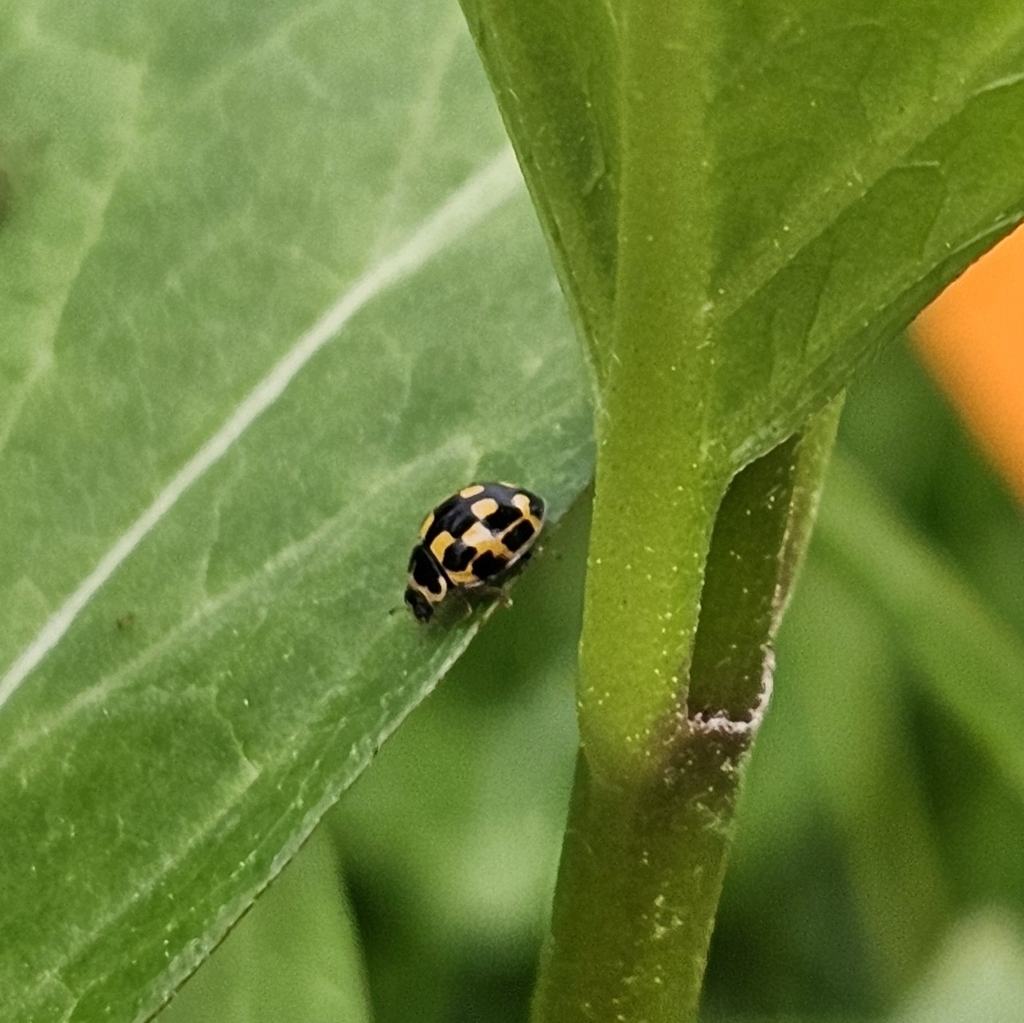 Fourteen-spotted Lady Beetle from Blacklick, OH 43004, USA on May 15 ...