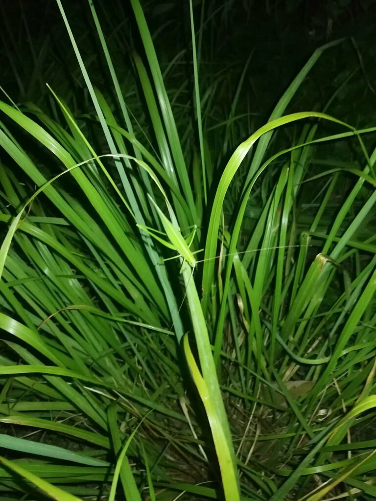 Pectinated Bushcrickets from 中国舟山市定海区长岗山森林公园 on August 18, 2019 at 11: ...