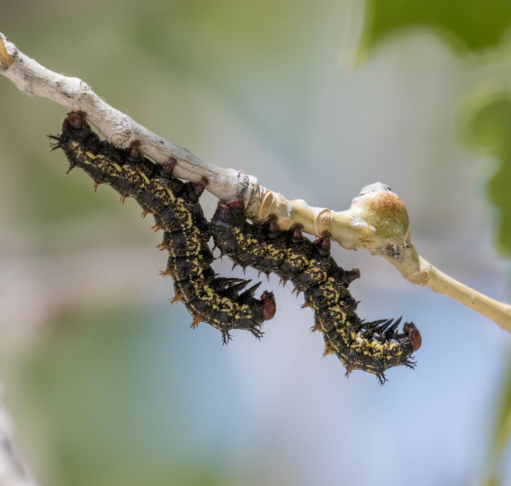 Nevada Buck Moth from White Sands NP on May 1, 2024 at 11:22 AM by Dan ...