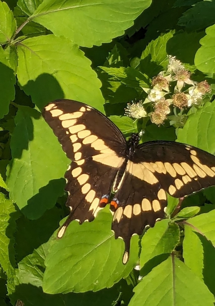 Eastern Giant Swallowtail from Hampton, IL, USA on May 15, 2024 at 06: ...