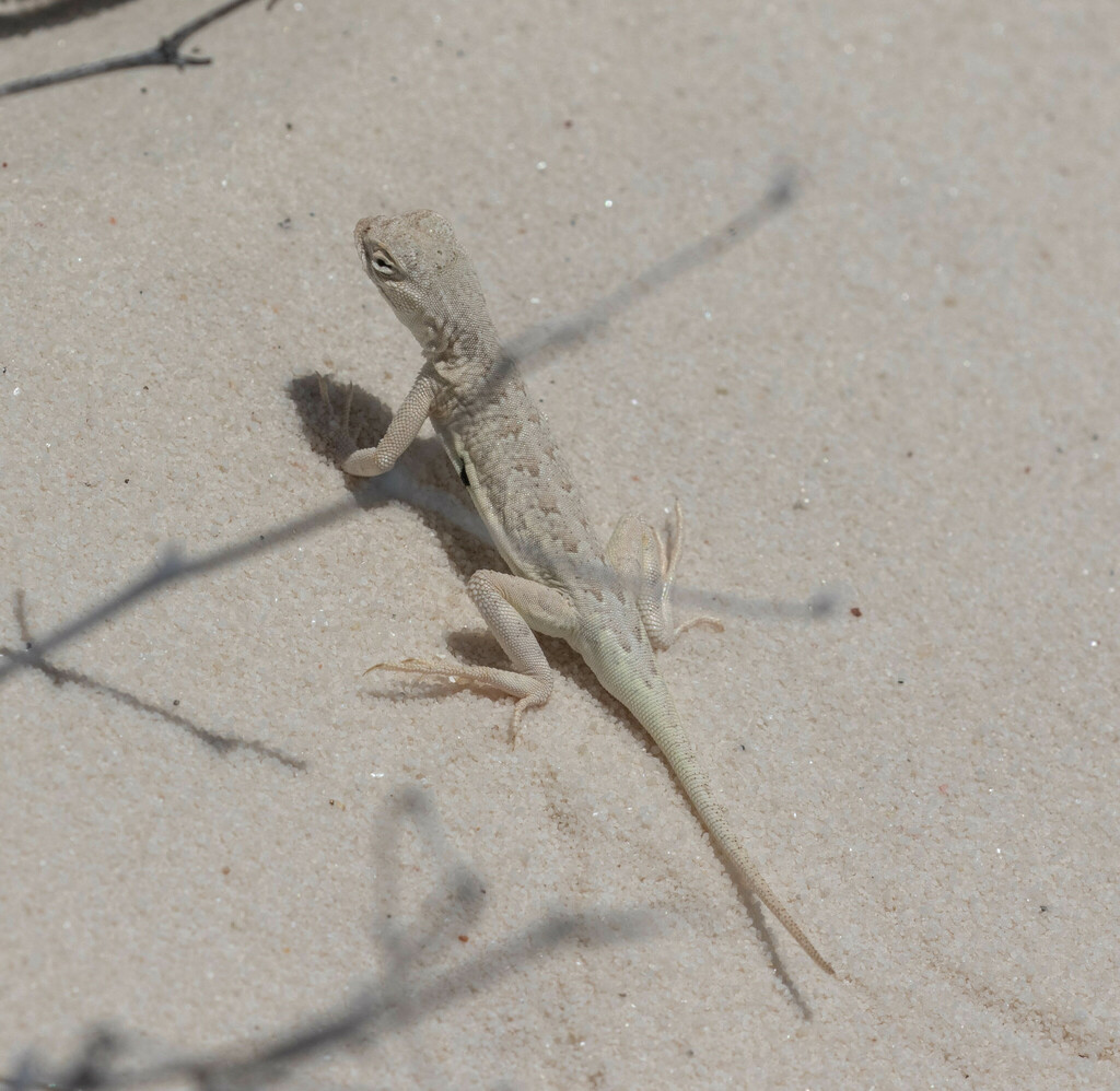 Bleached Earless Lizard from White Sands NP on May 1, 2024 at 11:29 AM ...
