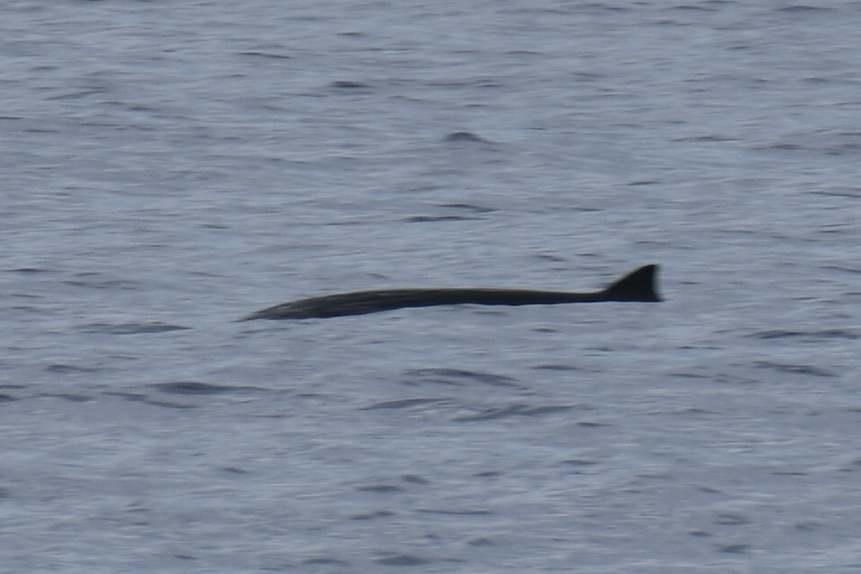 Goose-beaked Whale from North Atlantic Ocean on May 15, 2024 at 09:44 ...
