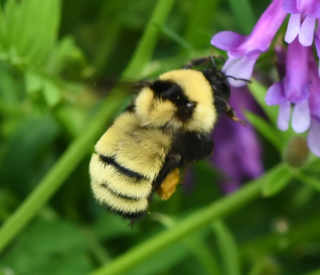 Golden Northern Bumble Bee from Prince George's County, MD, USA on May ...