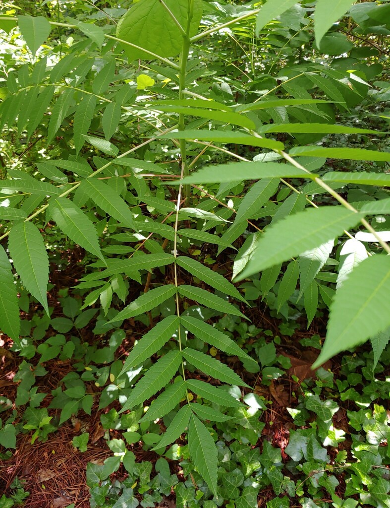 smooth sumac from Mountain Park, GA, USA on May 15, 2024 at 11:44 AM by ...