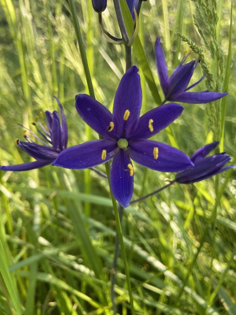 Suksdorf's Large Camas from Amazon, Eugene, OR, US on May 15, 2024 at ...