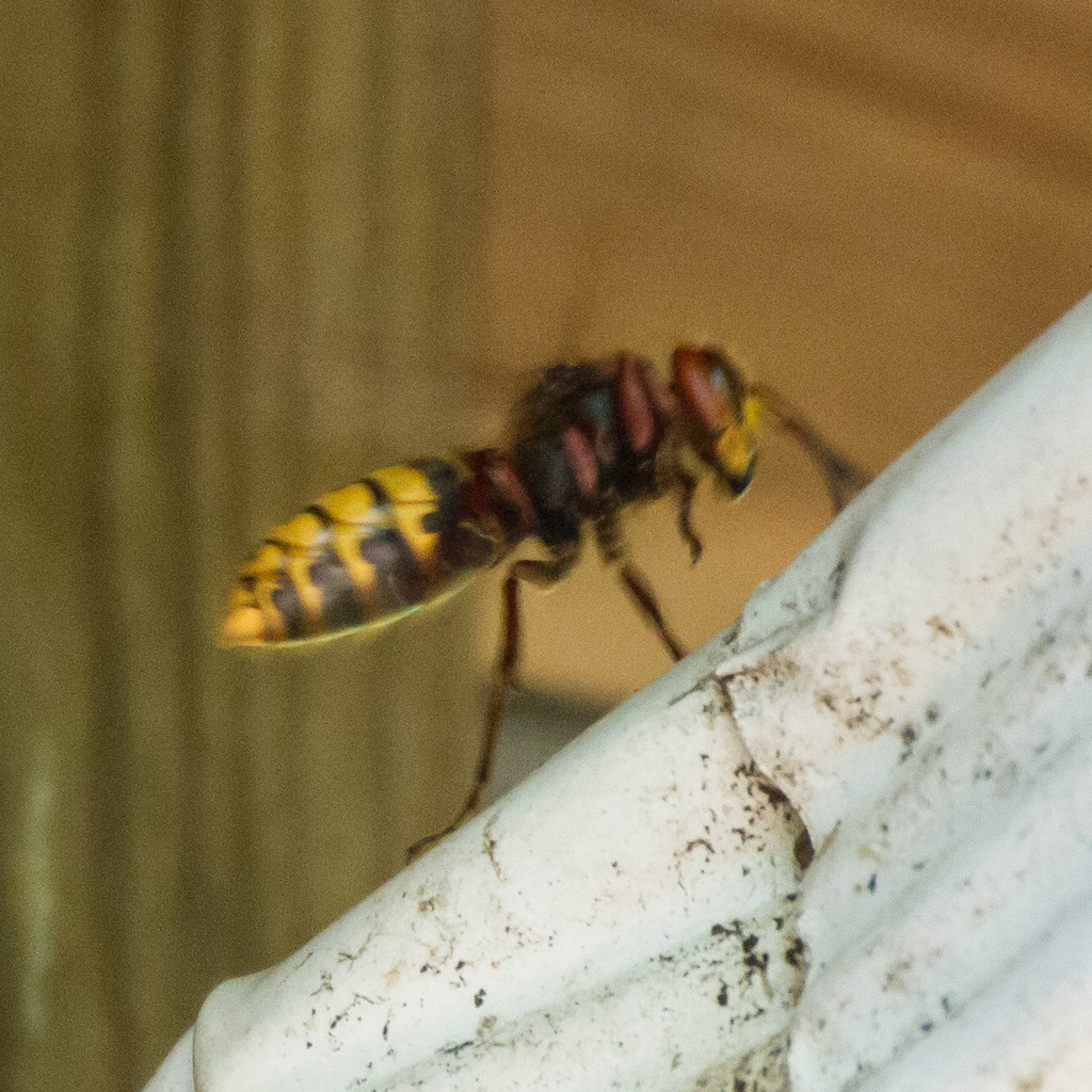 European Hornet from Lathrop E. Smith Environmental Education Center on ...