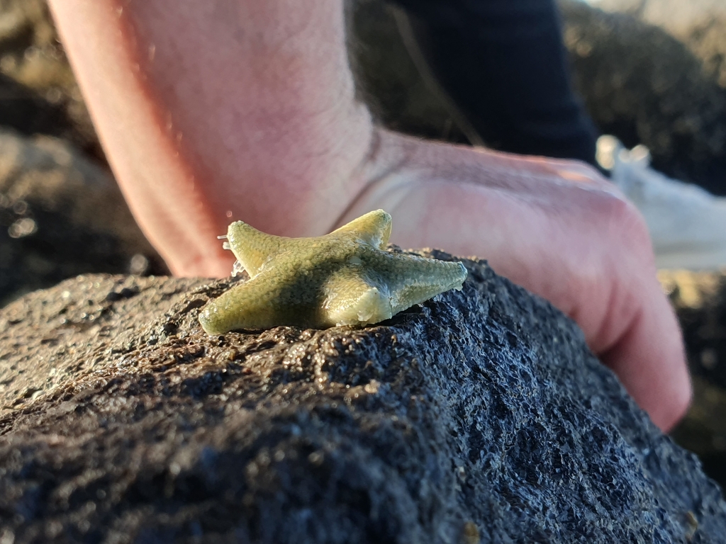 New Zealand Common Cushion Star from Motueka 7120, New Zealand on April ...