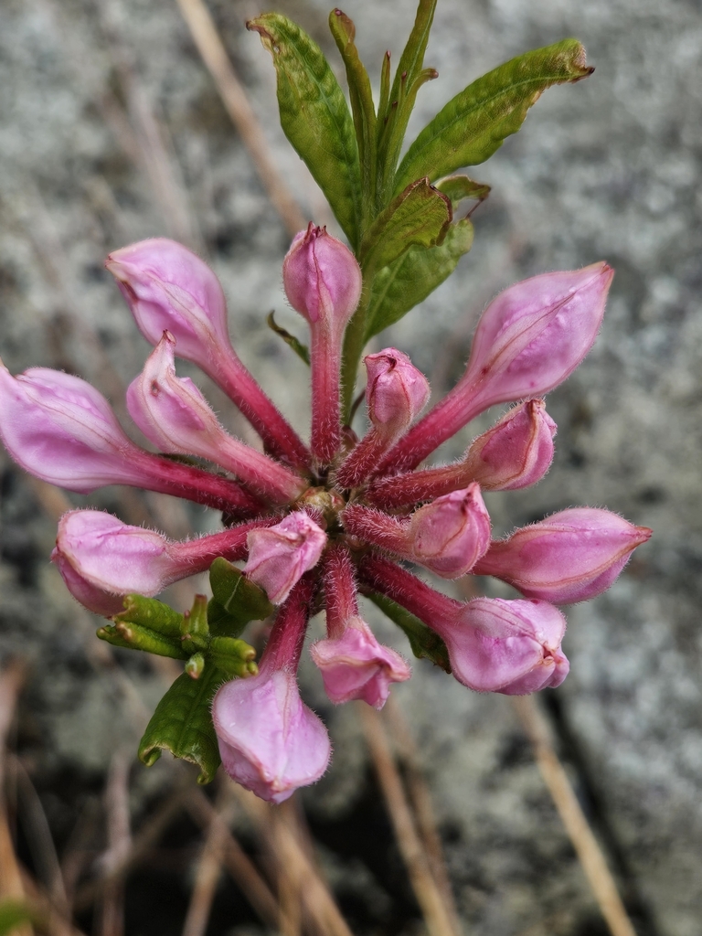 Pinxter Flower from Pound Ridge, NY 10576, USA on May 15, 2024 at 03:31 ...