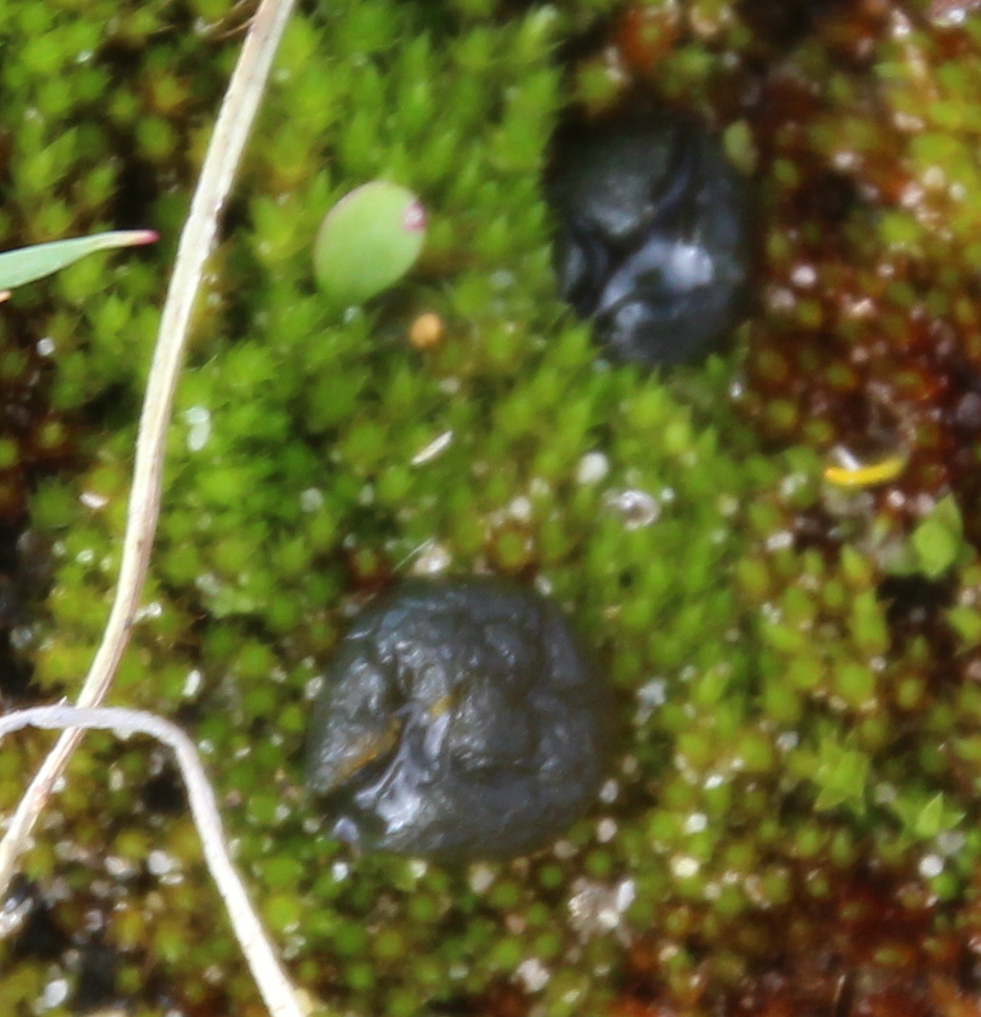 Life from Henderson Bay NZ on May 26, 2016 by tangatawhenua. Lots of these little black blobs ...