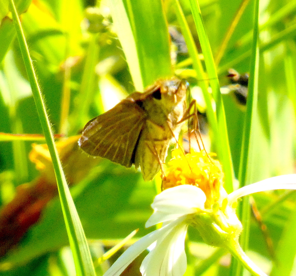 Ocola Skipper from Lake County, FL, USA on April 12, 2024 at 04:30 PM ...