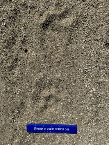 Mountain Lion Tracks – NatureTracking