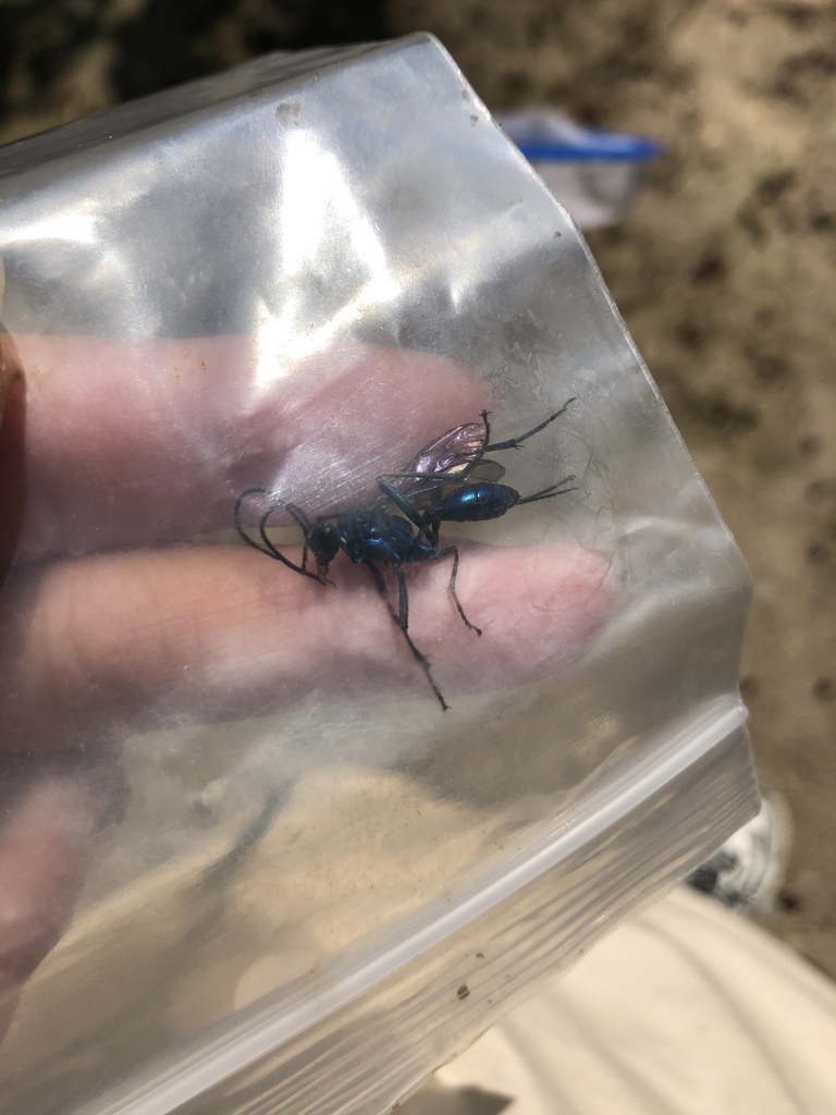 Chlorocryptus from 城阳区, 青岛市, 山东省, CN on June 4, 2021 at 02:57 PM by ...