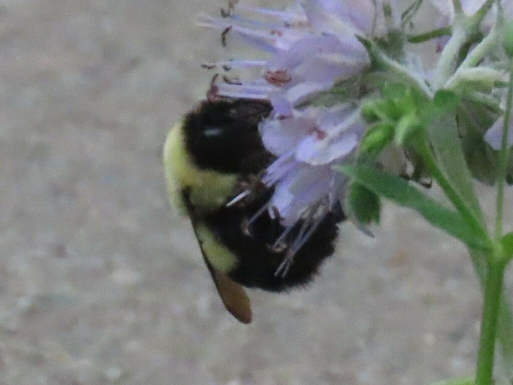 Rusty-patched Bumble Bee in May 2024 by Kathy Sidles. For a third time ...