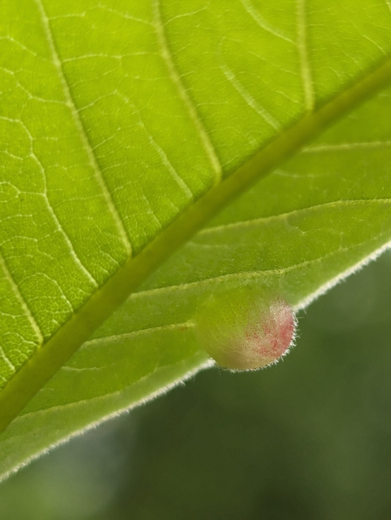 Oak Gall Wasps from Bolingbrook, IL 60440, USA on May 13, 2024 at 03:20 ...