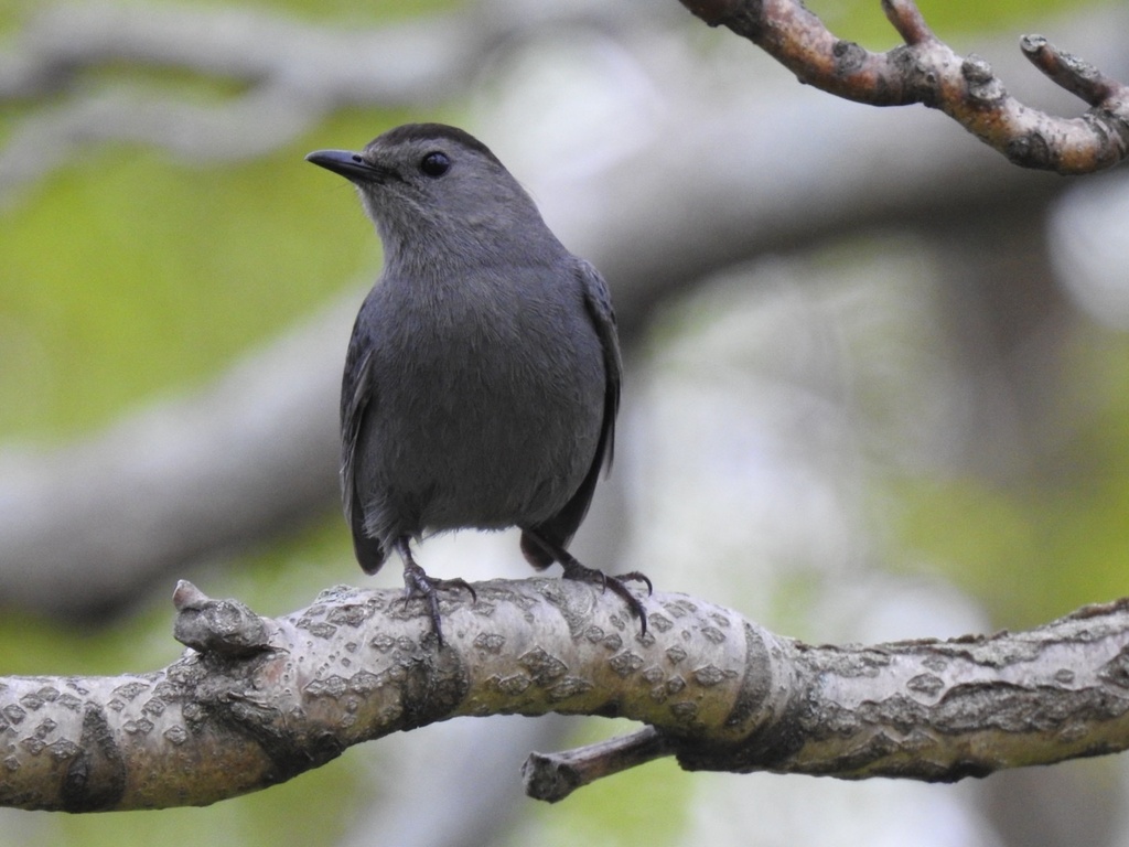 Gray Catbird from Winter St, Waltham, MA, US on May 15, 2024 at 05:34 ...