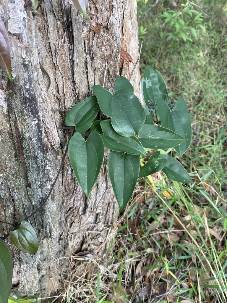 Common Yam Vine from Yurol Forest Dr, Pomona, QLD, AU on May 7, 2024 at 08:03 AM by a_green ...