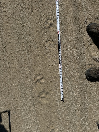 Mountain Lion Tracks – NatureTracking