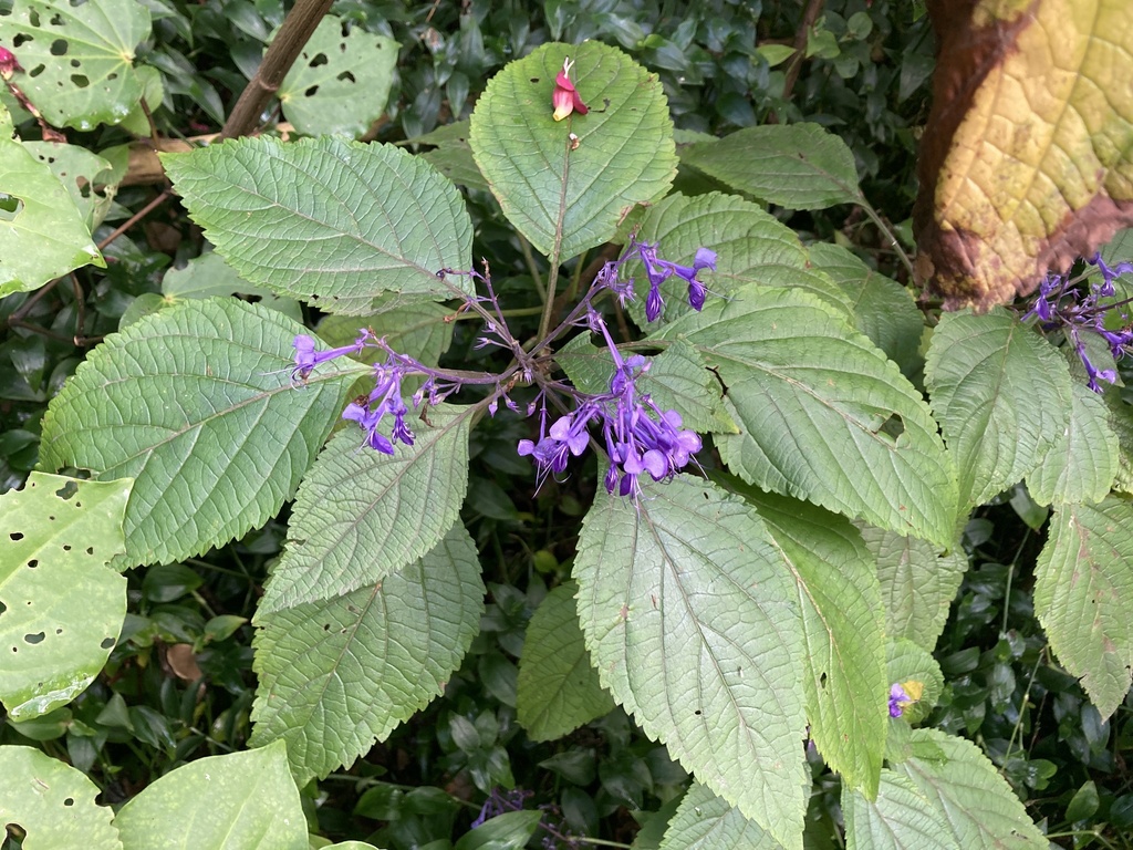 Ecklon spurflower from Koru Reserve, Waikanae, Wellington, NZ on May 16 ...
