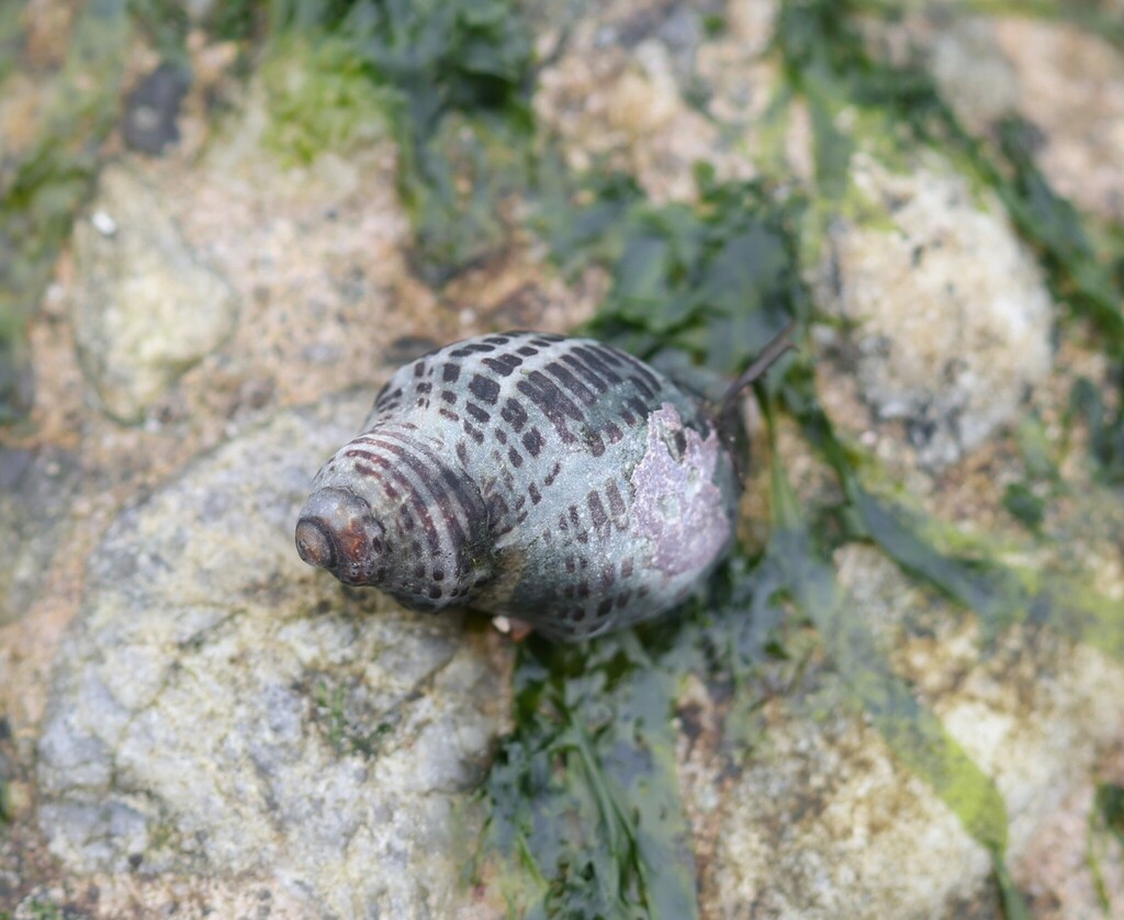 Angular Unicorn from Ventura, CA, USA on May 15, 2024 at 11:32 AM by ...