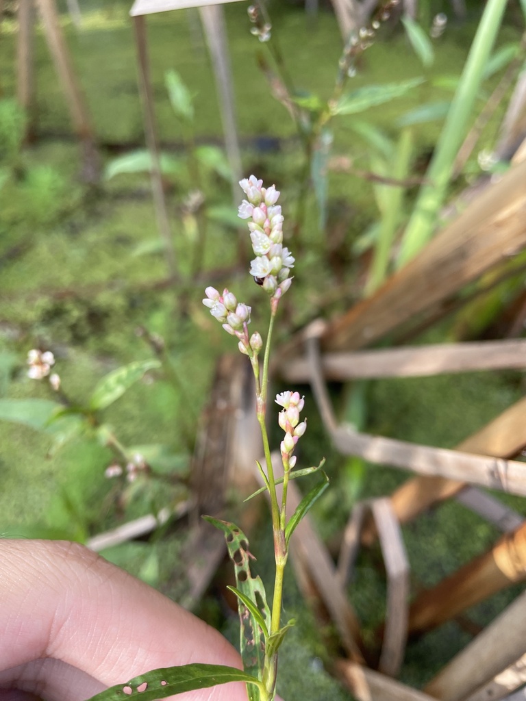 slender knotweed in May 2024 by Alex Pintsen JIN · iNaturalist