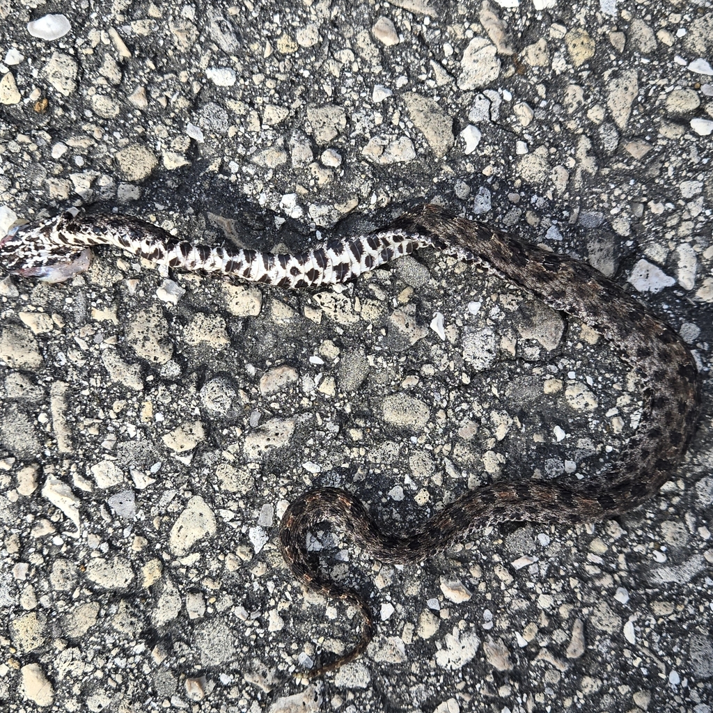 Dusky Pygmy Rattlesnake from Lamont, FL 32336, USA on May 15, 2024 at ...