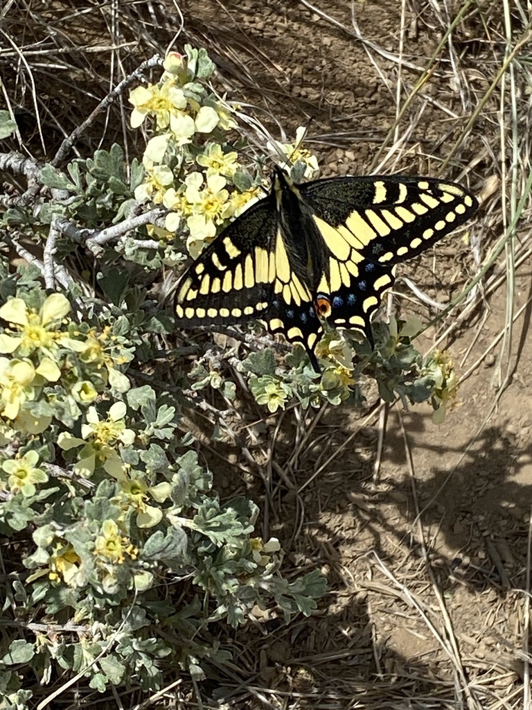 Anise Swallowtail from Winthrop, WA, US on May 15, 2024 at 12:37 PM by ...