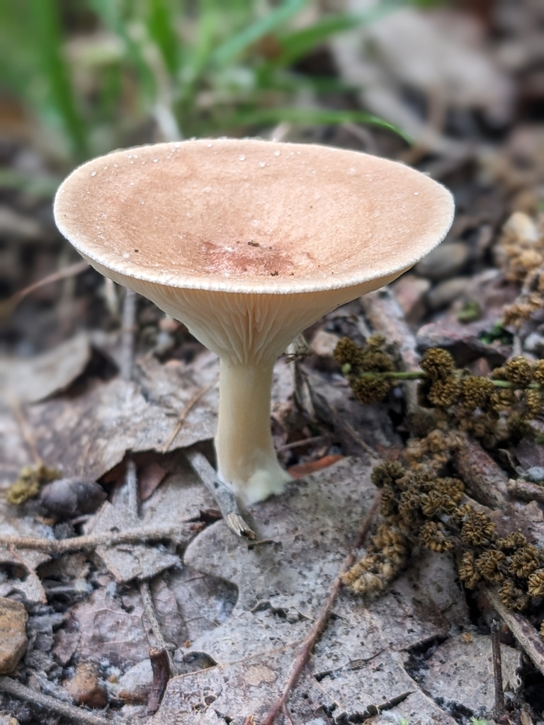 Common Funnel from Current Township, MO, USA on May 13, 2024 at 11:11 ...