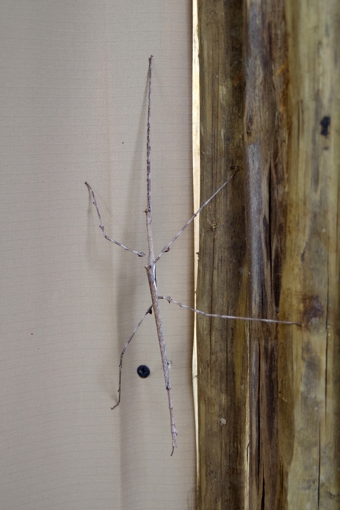 Short Horn Giant Stick Insect from Kavango East Region, Namibië on May ...