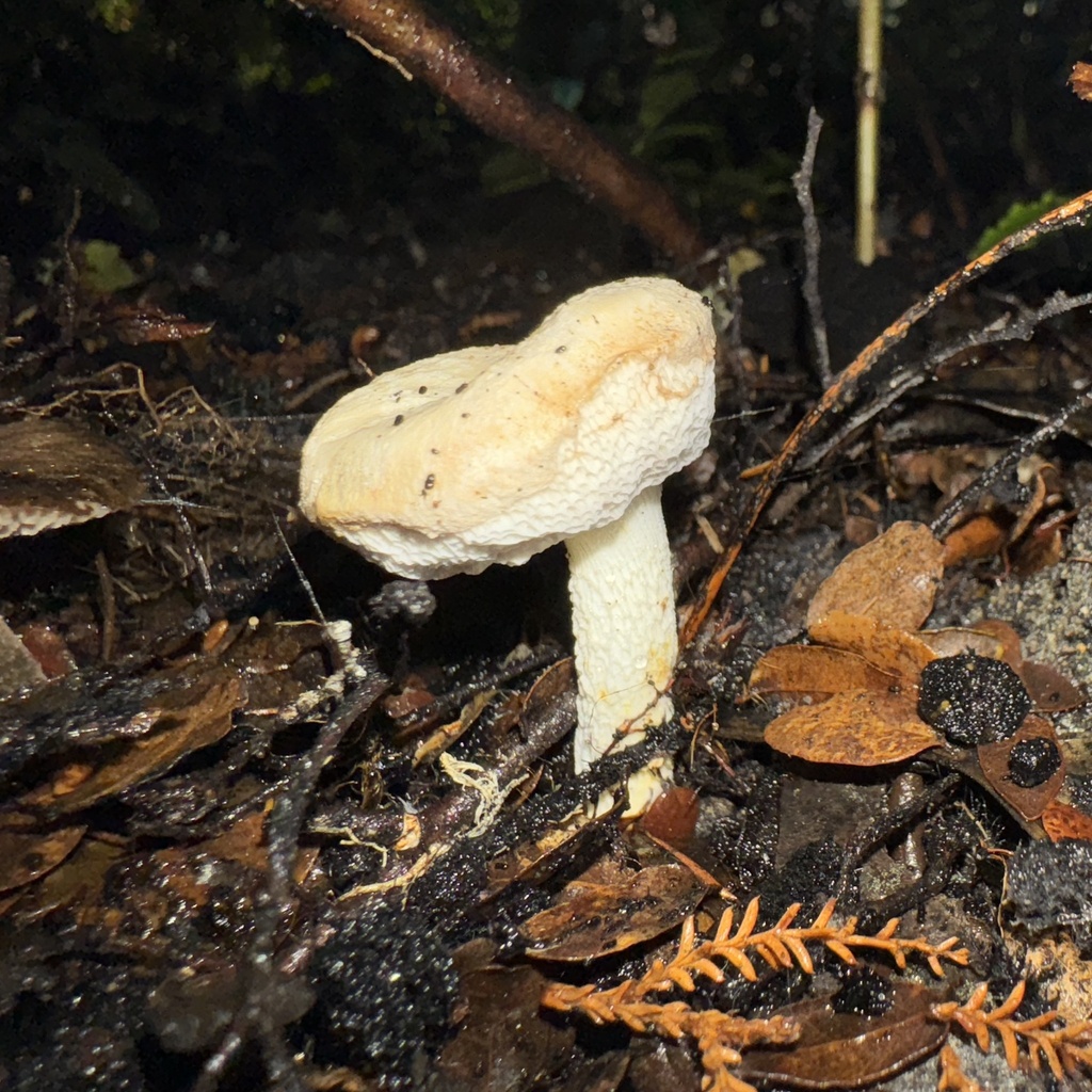 Snowy Bolete from South Island / Te Waipounamu, Rai Valley, Marlborough ...