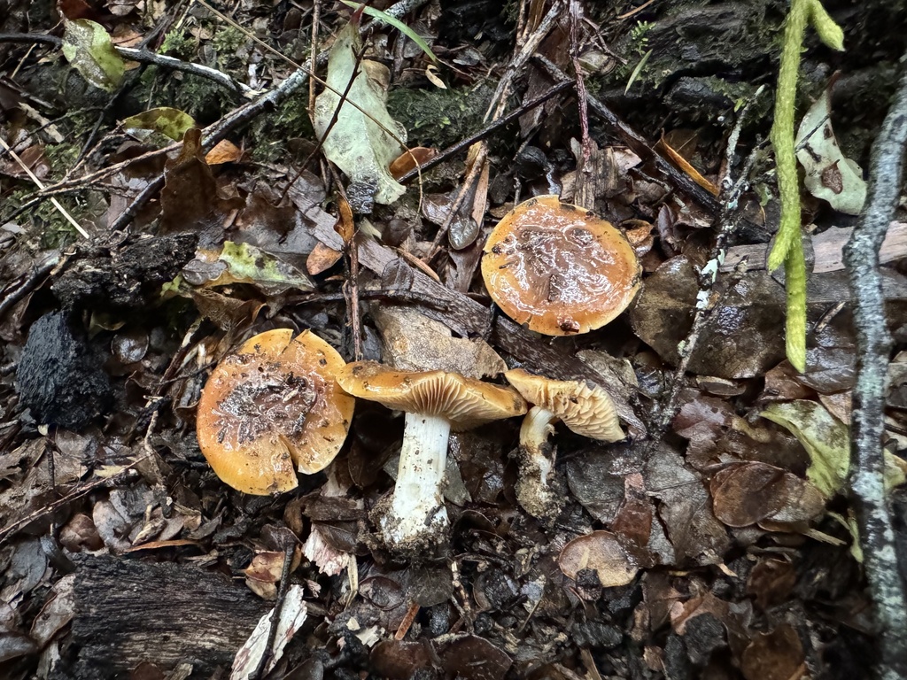 Webcaps from South Island / Te Waipounamu, Rai Valley, Marlborough, NZ ...
