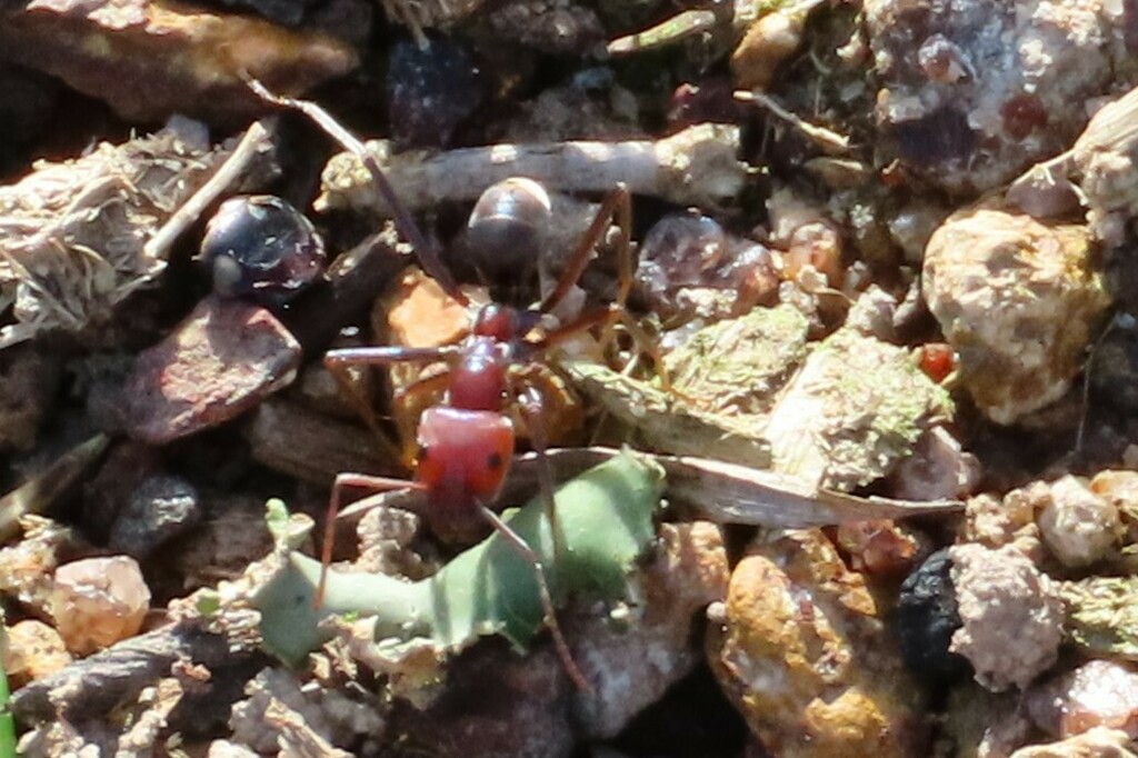 Southern Meat Ant in May 2024 by Christine Rand · iNaturalist