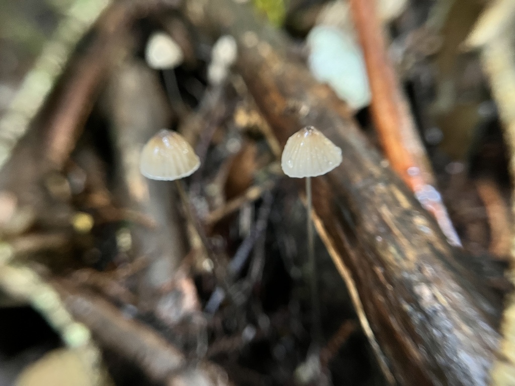 Bonnets from South Island / Te Waipounamu, Rai Valley, Marlborough, NZ ...