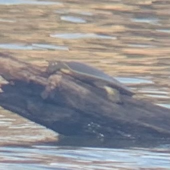 Spiny Softshell from Lake Conroe, Montgomery, TX, US on May 15, 2024 at ...