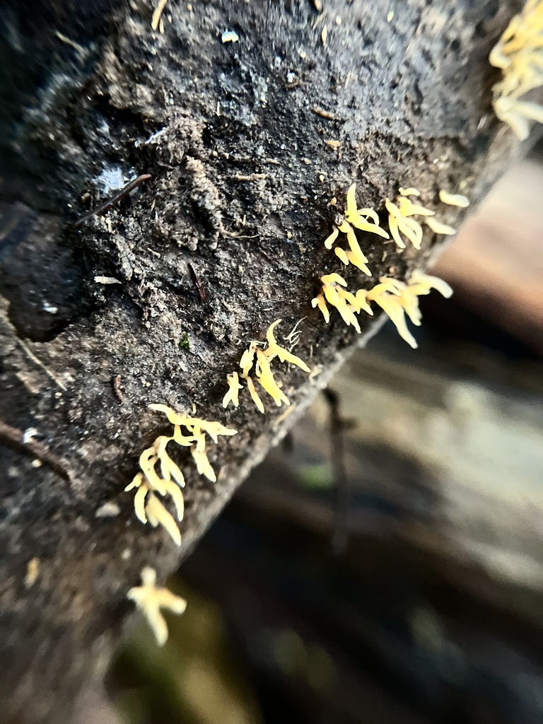 Calocera from South Island / Te Waipounamu, Rai Valley, Marlborough, NZ ...