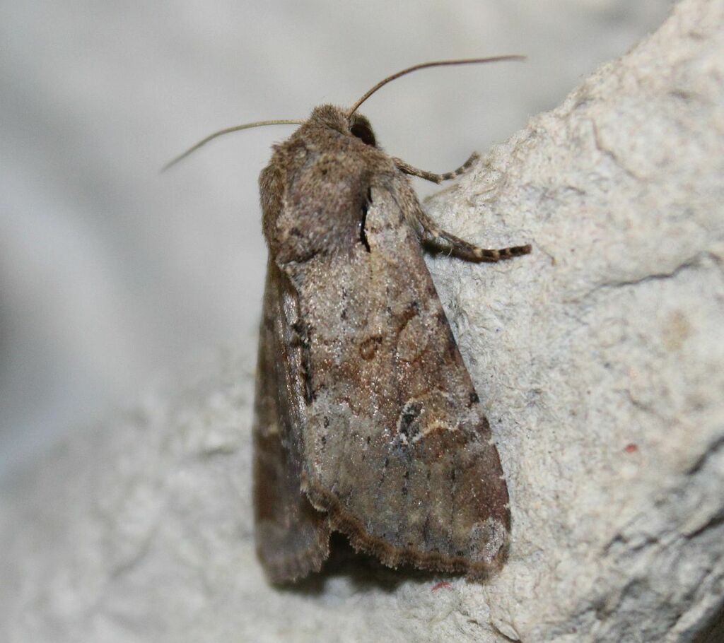 Bordered Apamea Moth from Netherton, Dudley, UK on May 16, 2024 at 06: ...