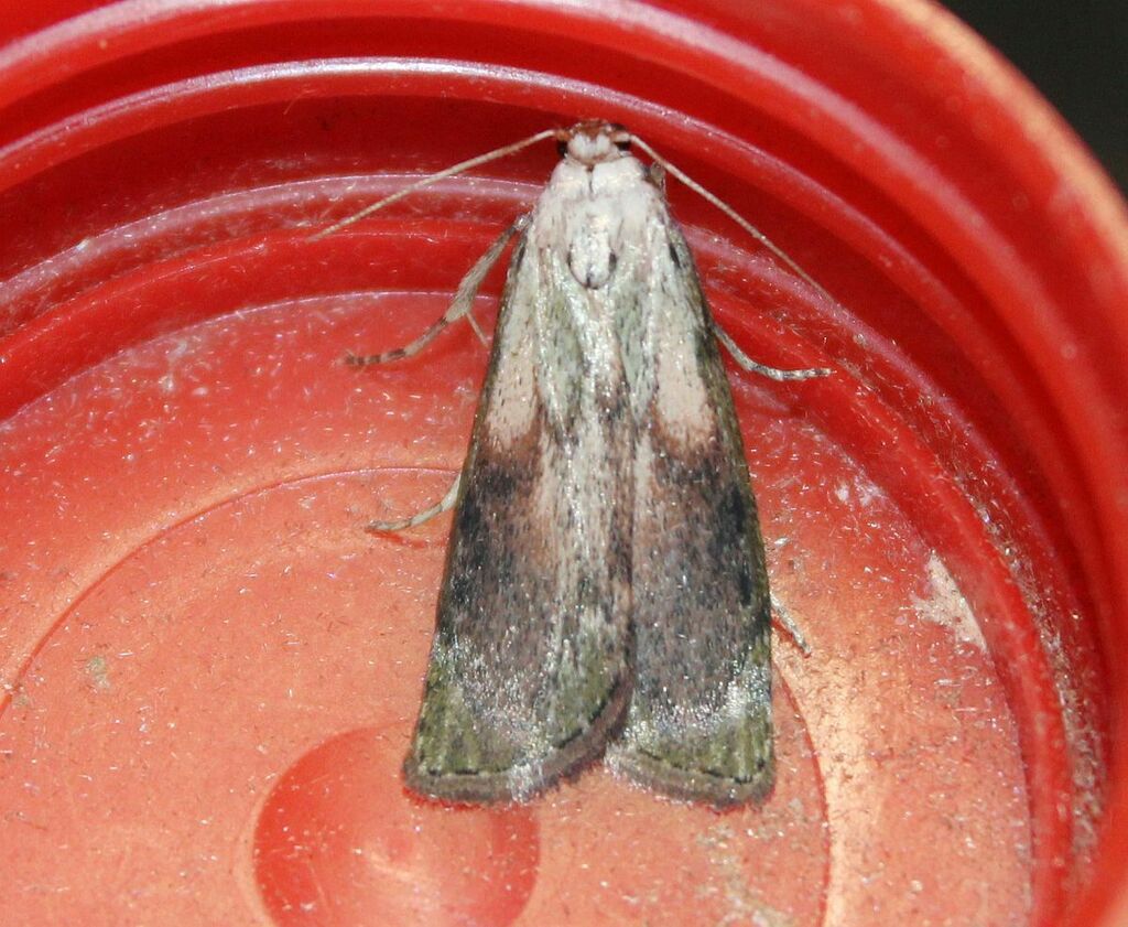 Bee Moth from Netherton, Dudley, UK on May 16, 2024 at 06:00 AM by ...