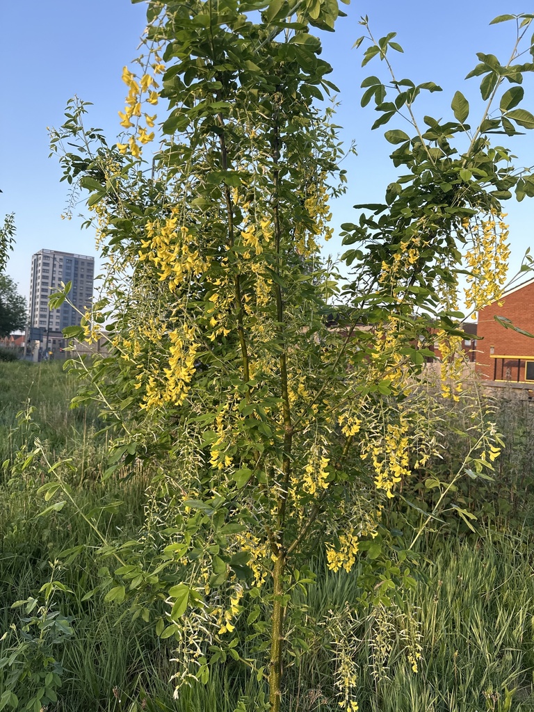 Common Laburnum from Smith Place, Liverpool, England, GB on May 16 ...