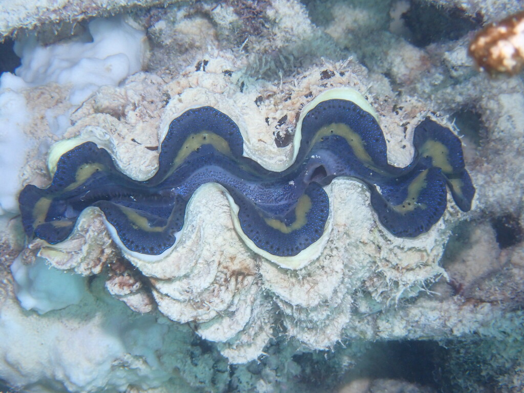 Giant Clams from GBR320 Coral Tree Reef on April 26, 2024 at 10:46 AM ...