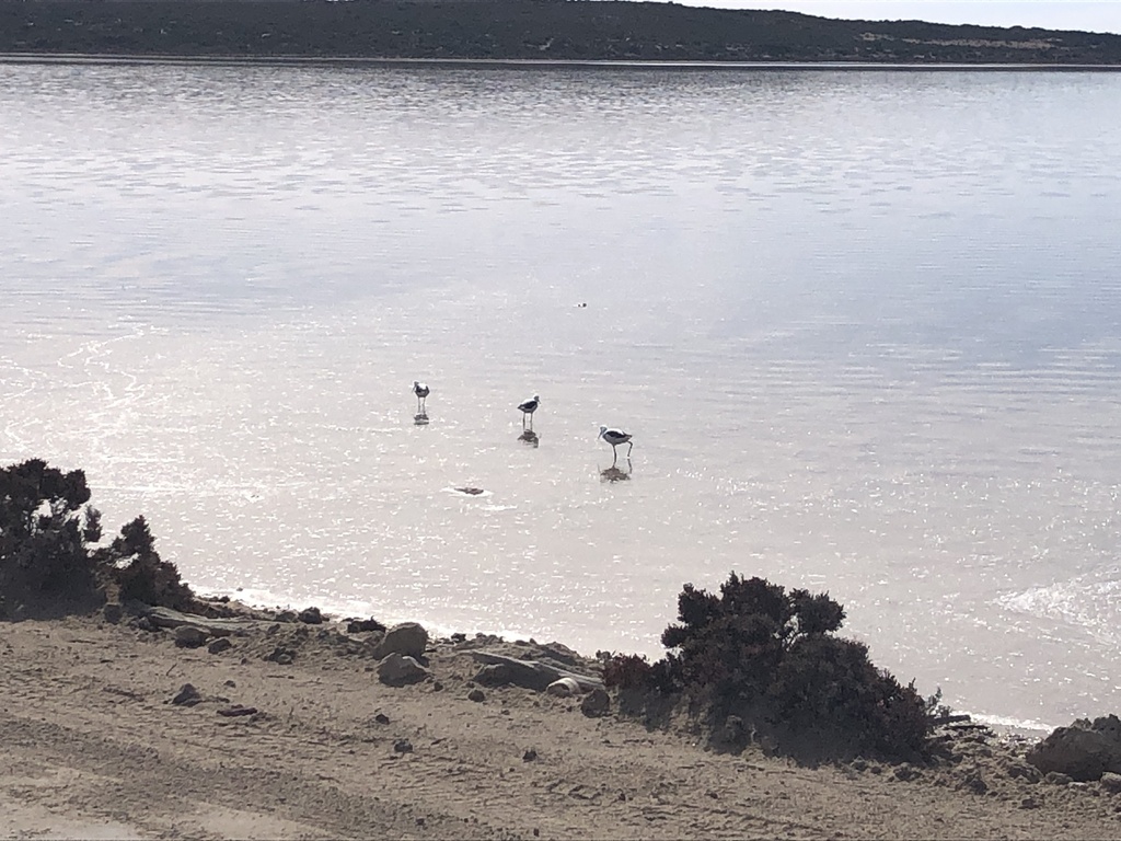 Banded Stilt from Point Sinclair Rd, Penong, SA, AU on May 13, 2024 at ...