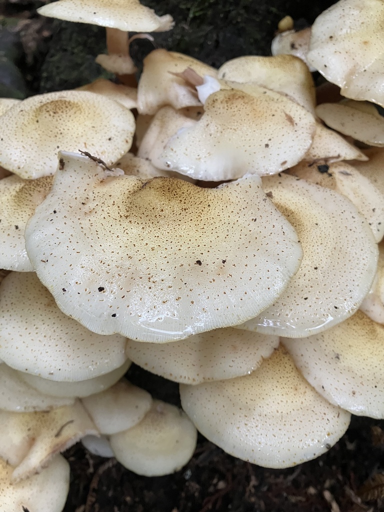 Armillaria limonea from South Island / Te Waipounamu, Rai Valley ...