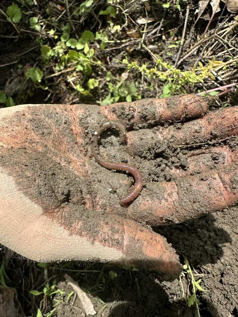 Earthworms in May 2024 by transylvania_nc. ecoEXPLORE Username ...