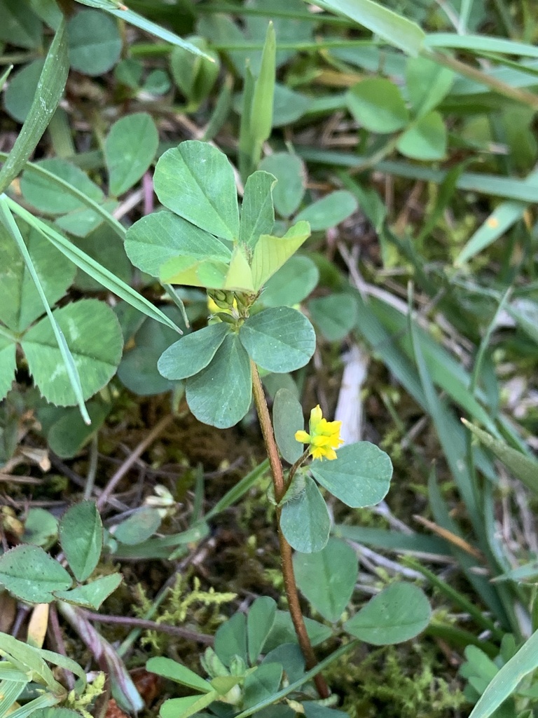 Lesser hop trefoil from 玉山國家公園, 信義鄉, NAN, TW on May 11, 2024 at 04:43 ...