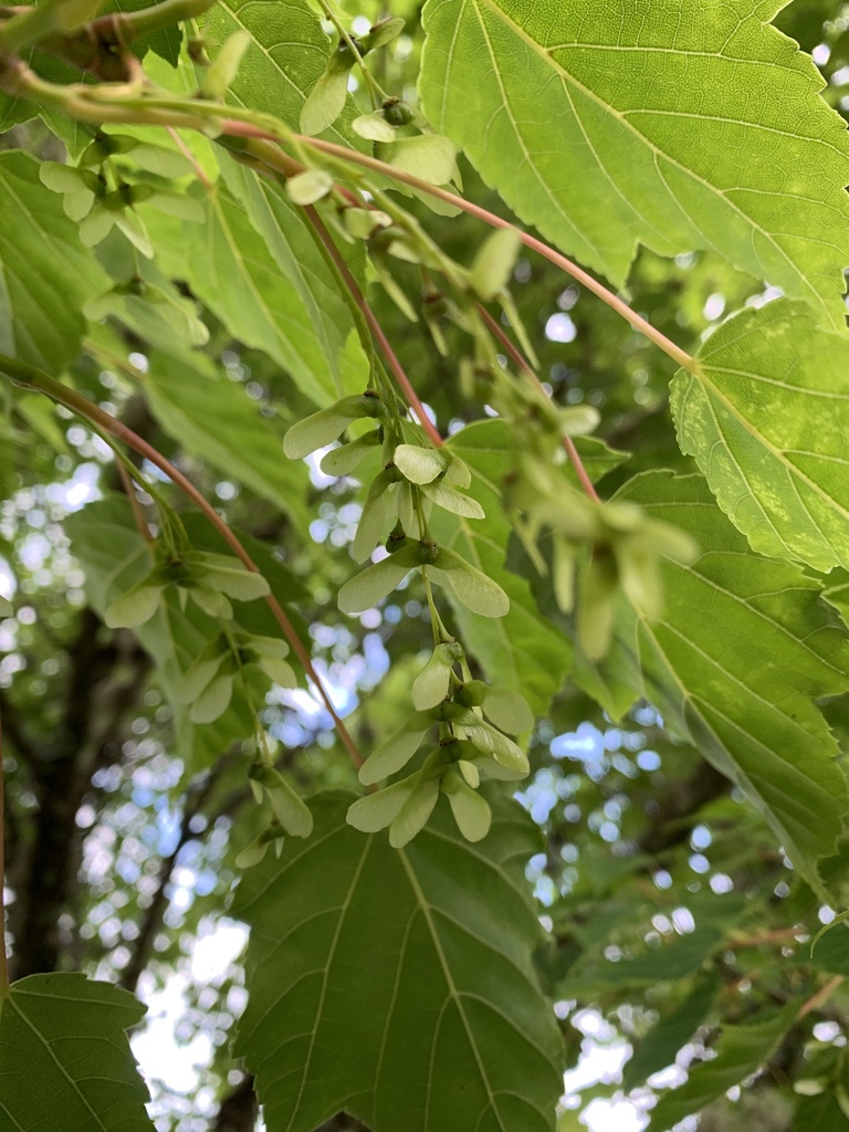 Taiwan Red Maple from 臺灣島, 信義鄉, NAN, TW on May 11, 2024 at 06:48 AM by ...