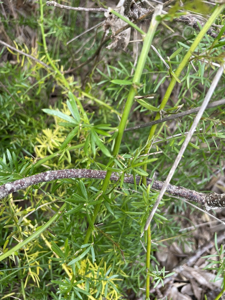 African Asparagus from Urunga, NSW, AU on May 16, 2024 at 10:39 AM by ...