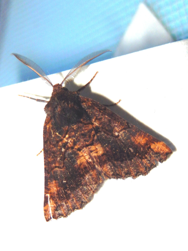 Ennominae from Sydney NSW, Australia on May 14, 2024 at 08:48 AM by ...