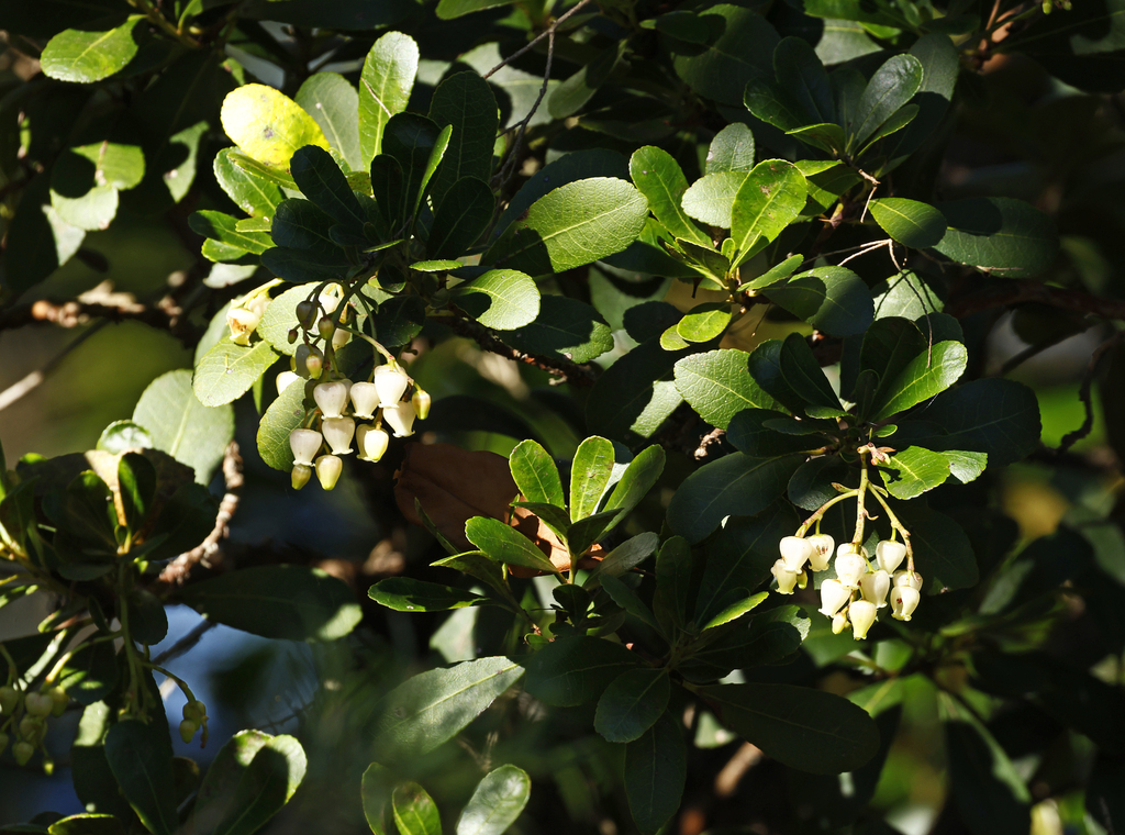 madrones, bearberries, and allies from 60 Maskell Ct, Draper QLD 4520 ...