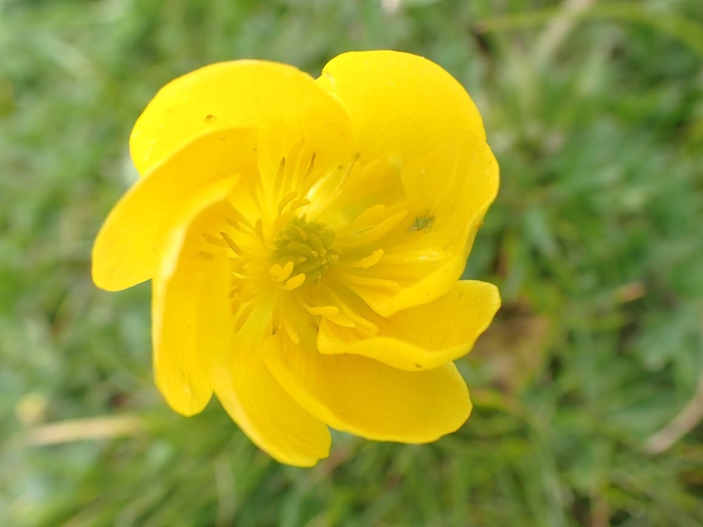 bulbous buttercup from Birling Gap to Beacy Head East Sussex, UK on May ...