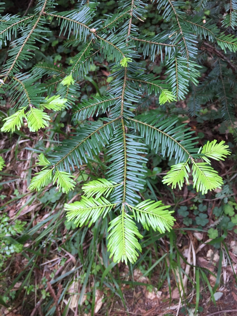 coast redwood from Sonoma County, CA, USA on May 4, 2019 at 11:04 AM by ...